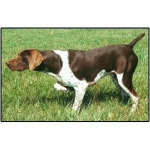 Repeat Proven GSP Breeding - Ad #19539