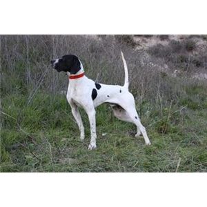 Elite Elhew Pointers started and finished Pointers - Ad #55455