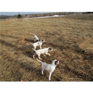 Linebred Elhew Snakefoot Puppies - Ad #57432