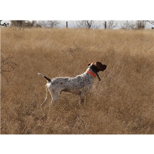 Started and finished bird dogs for sale in Texas - Ad #80091
