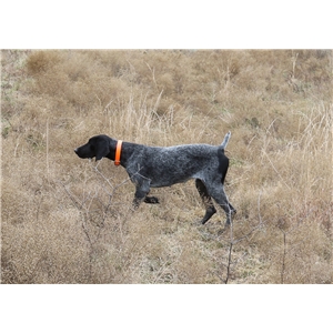 Started and finished bird dogs for sale in Texas - Ad #80091